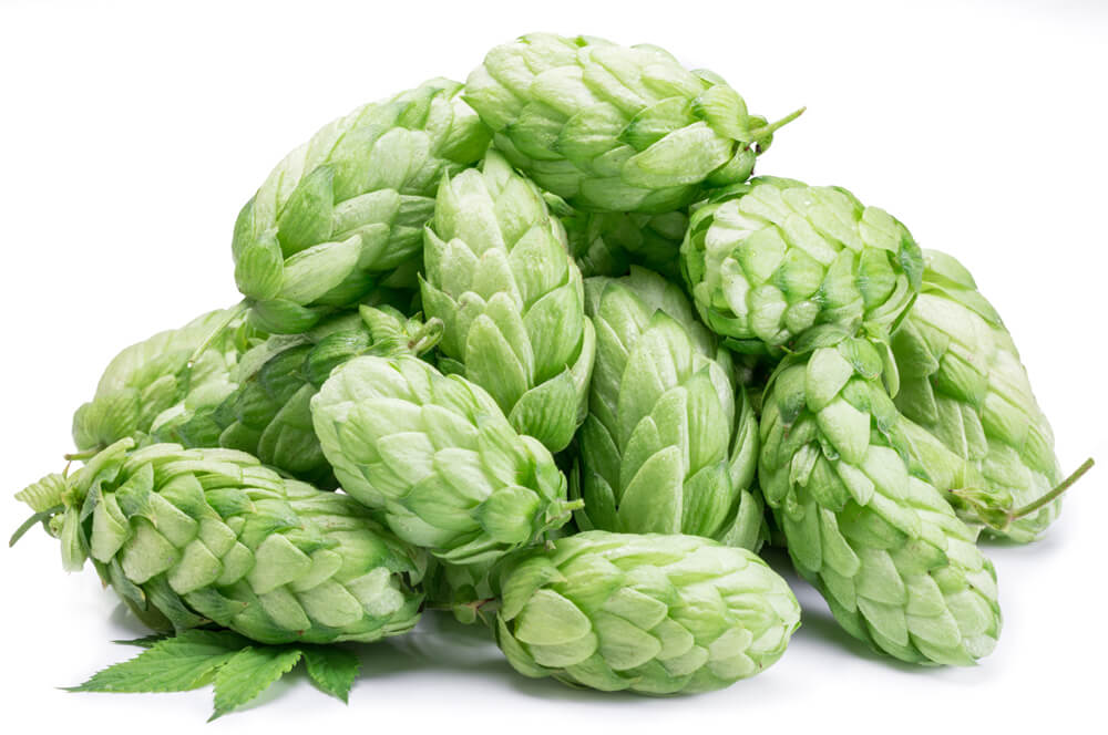 Hops Extract - One Stop Solution for Cosmetic & Personal Care Raw Material
