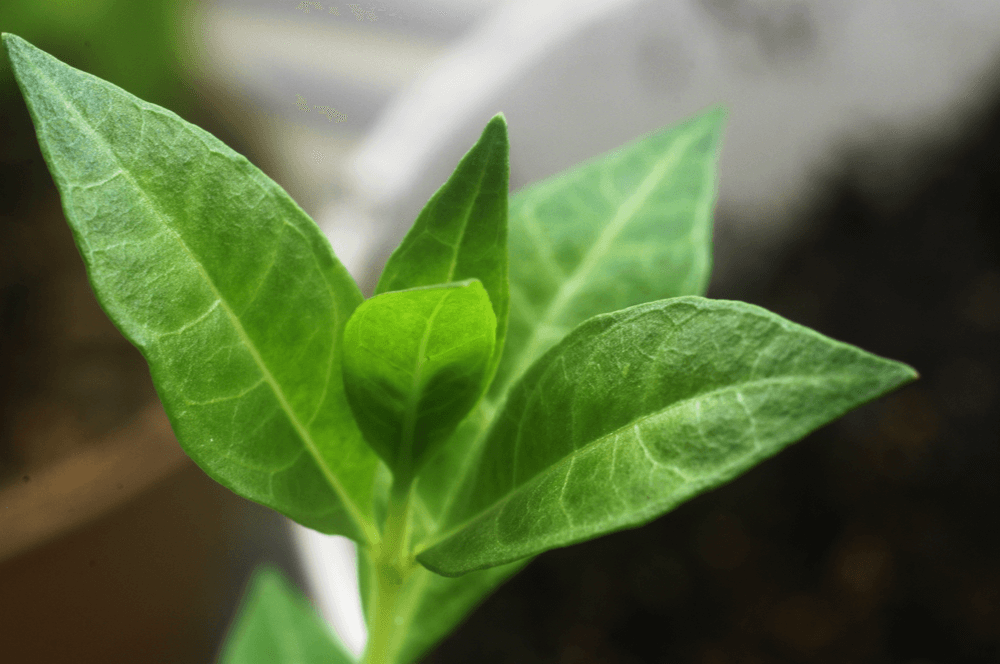 Heena Extract - One Stop Solution for Cosmetic & Personal Care Raw Material