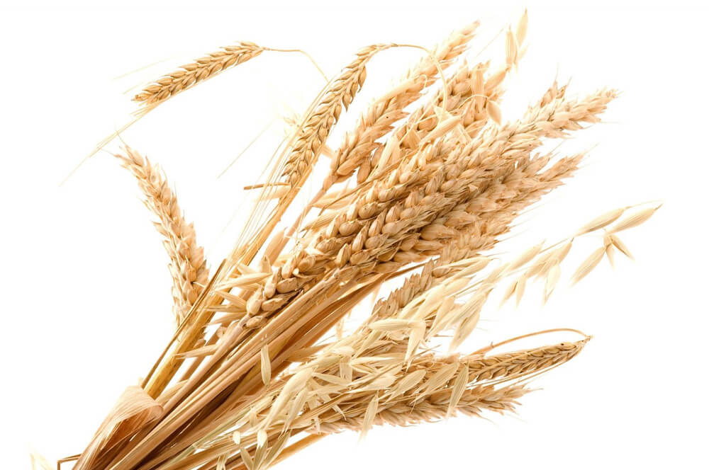 Wheat Protein Extract - One Stop Solution for Cosmetic & Personal Care ...